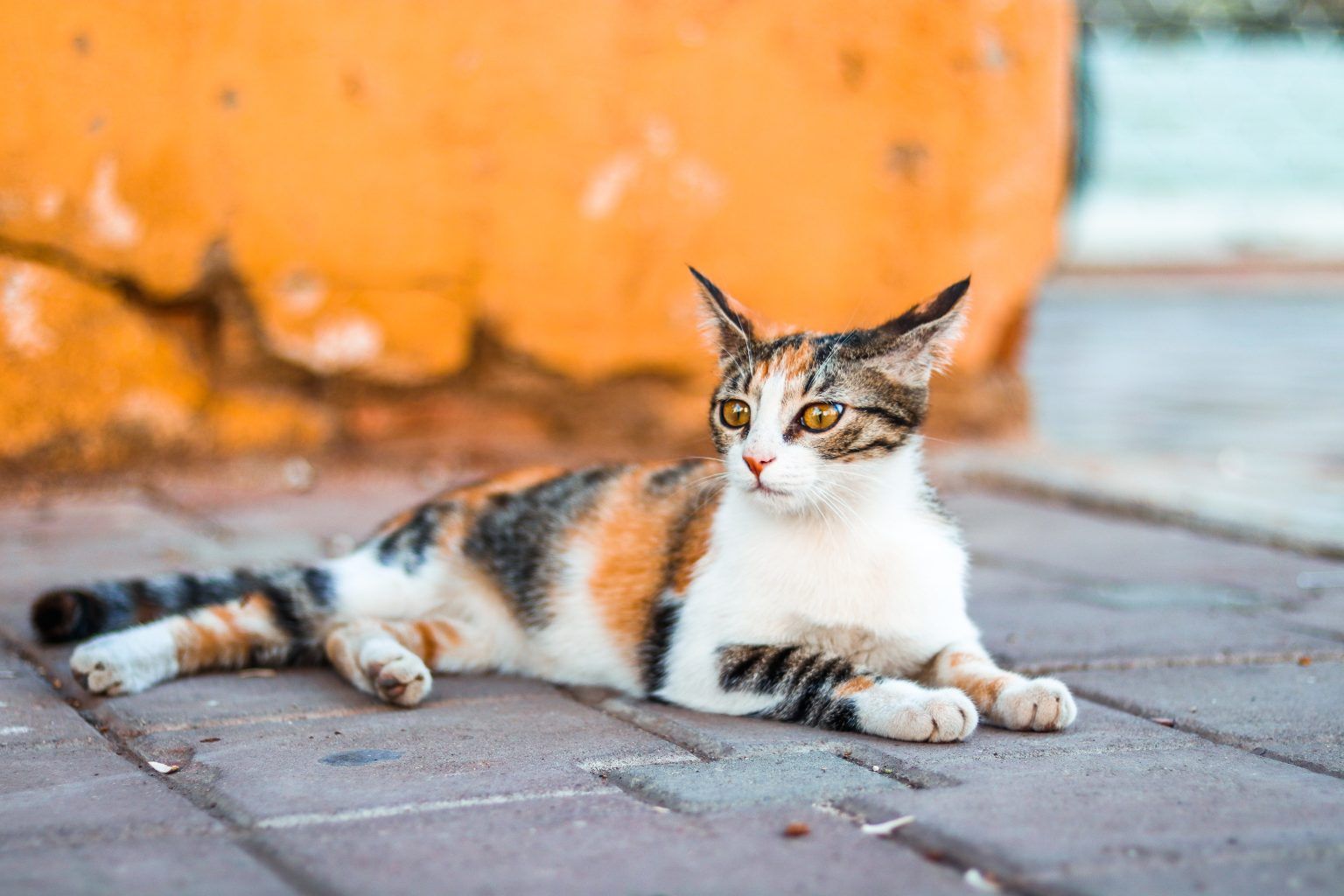 How To Approach The Topic Of Gun Safety With Your Cat: A Playful And ...