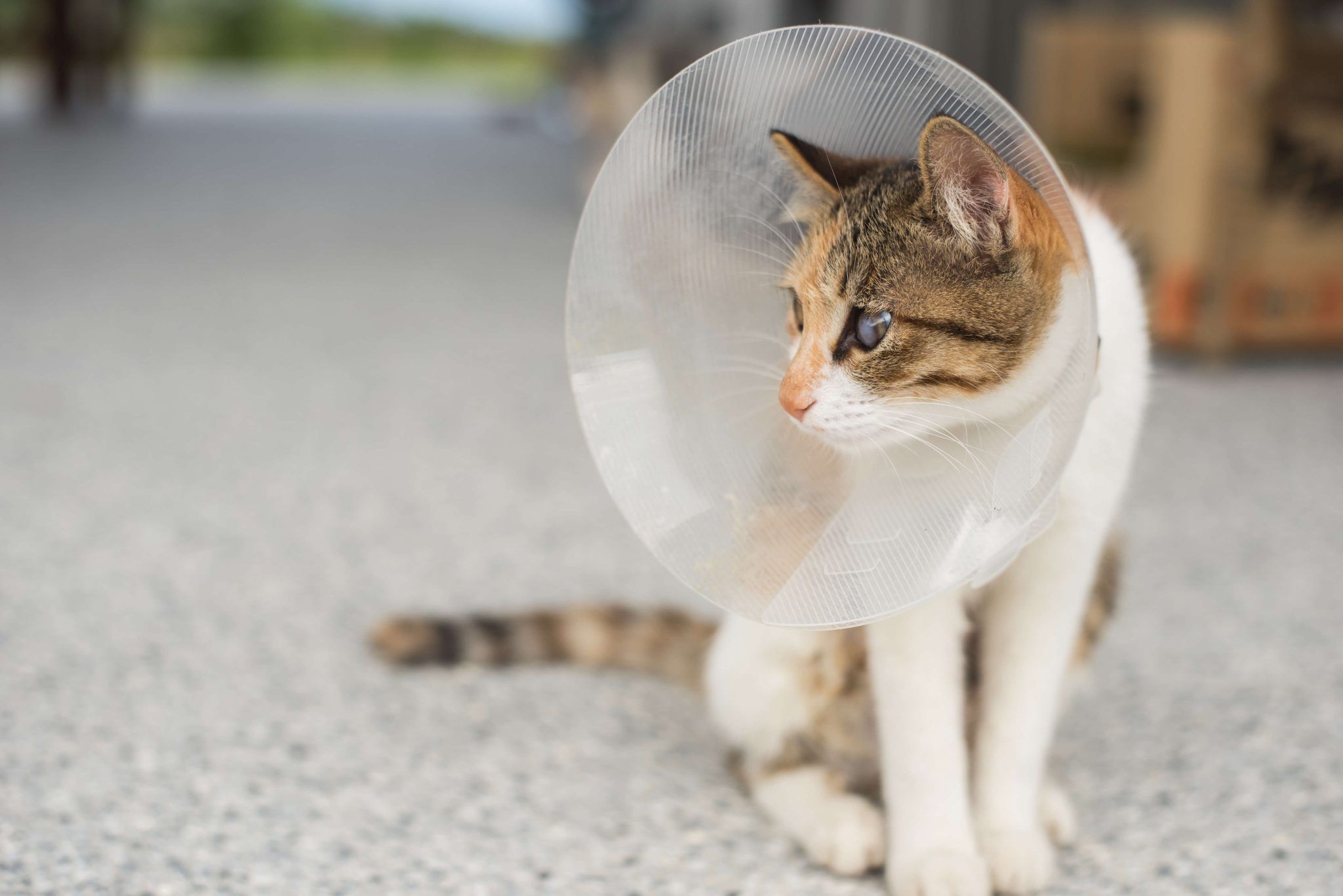 What To Expect Before & After Neutering Your Male Cat